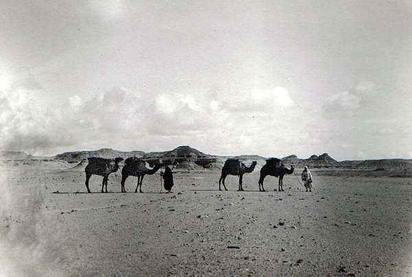 1907 Oligocene of Egypt