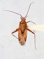 phytocoris dimidiatus