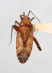 phytocoris dimidiatus