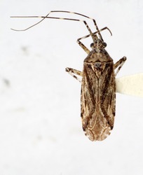 phytocoris dimidiatus