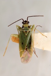 Heteroptera Species Pages