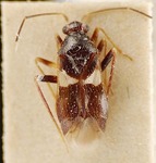 Heteroptera Species Pages