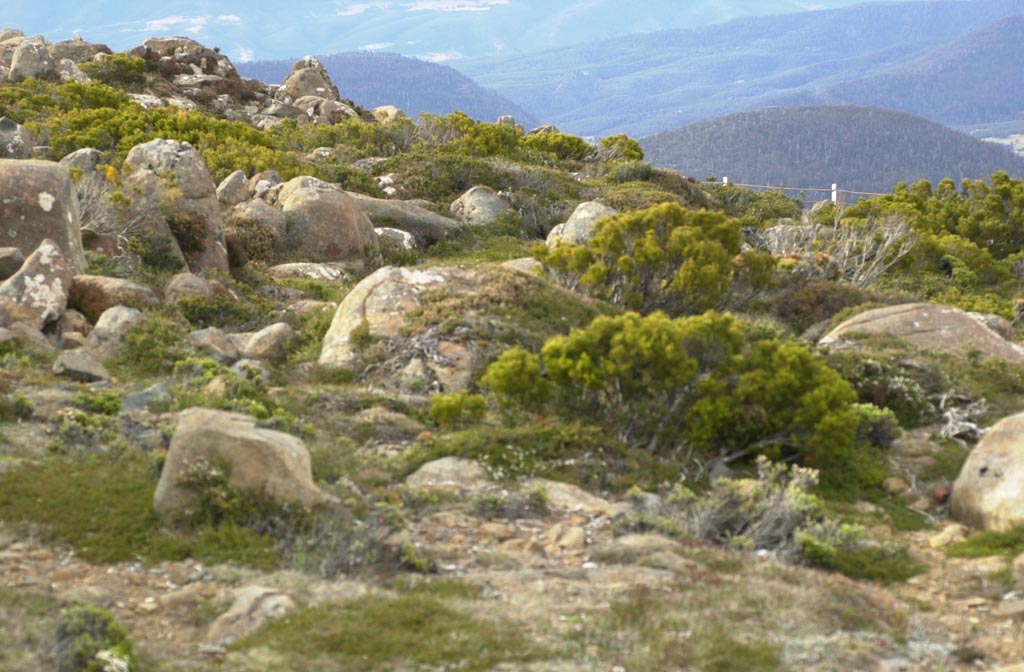 Discover Life -- AMNH_PBI00194170